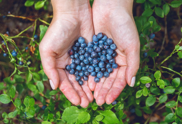 Best Bucket for Foraging | Consolidated Plastics – Consolidated Plastics